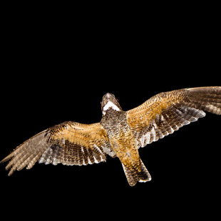 tuju (Lurocalis semitorquatus) | WikiAves - A Enciclopédia das Aves do ...