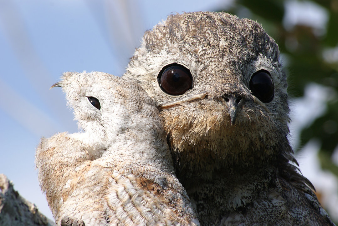Foto urutau-grande (Nyctibius grandis) Por Adriano Martins | Wiki Aves ...