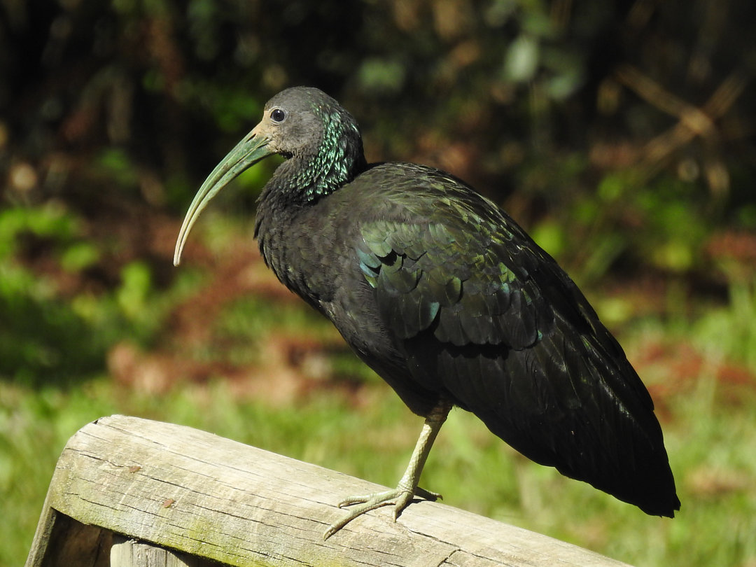 Foto coró-coró (Mesembrinibis cayennensis) Por Claudio Cesar | Wiki ...