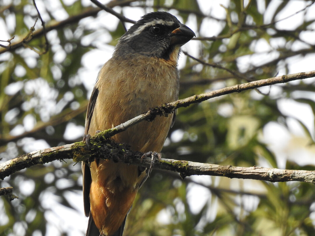 Foto bico-grosso (Saltator maxillosus) Por Kaue Fontoura | Wiki Aves ...