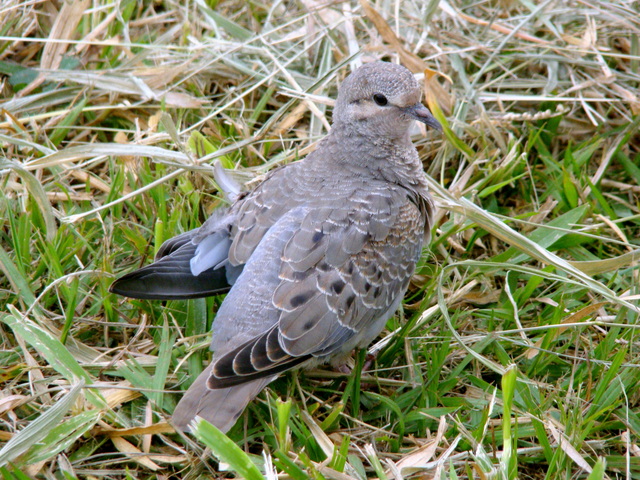 Foto avoante (Zenaida auriculata) Por Constantino Melo | Wiki Aves - A ...