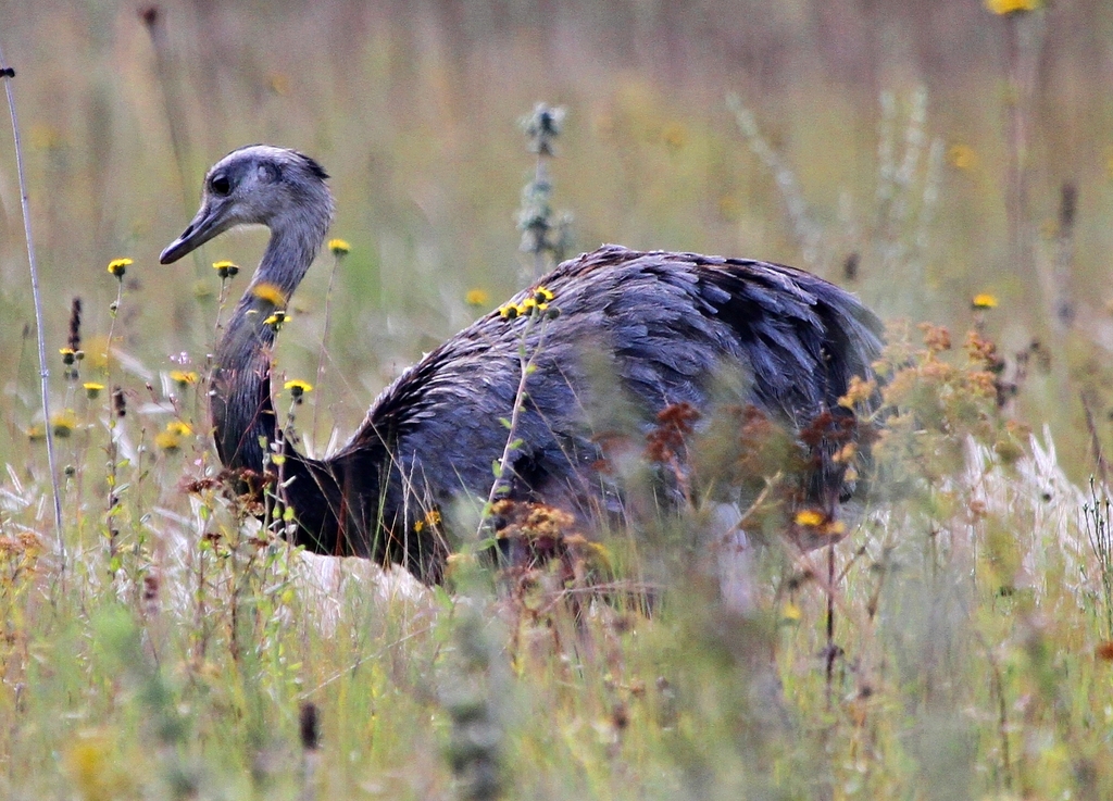 Foto ema (Rhea americana) Por Antonio Vilela | Wiki Aves - A ...