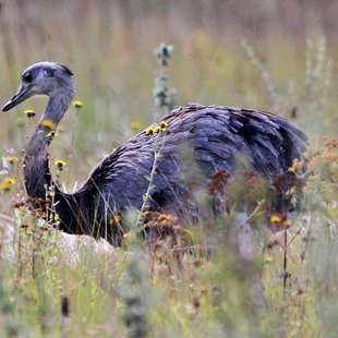 ema (Rhea americana) | WikiAves - A Enciclopédia das Aves do Brasil