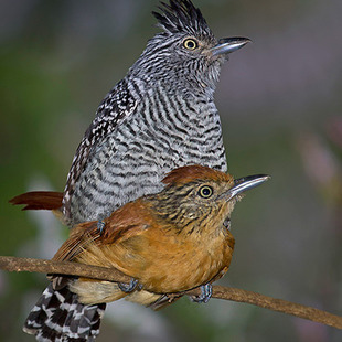 choca-barrada (Thamnophilus doliatus) | WikiAves - A Enciclopédia das ...