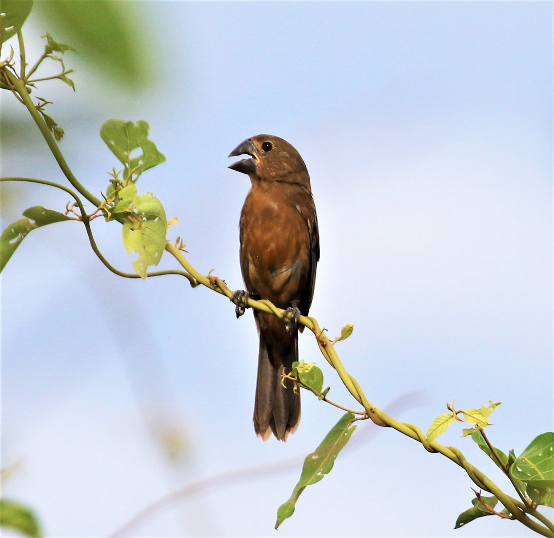 Foto bicudo (Sporophila maximiliani) Por Viviane De Luccia | Wiki Aves ...