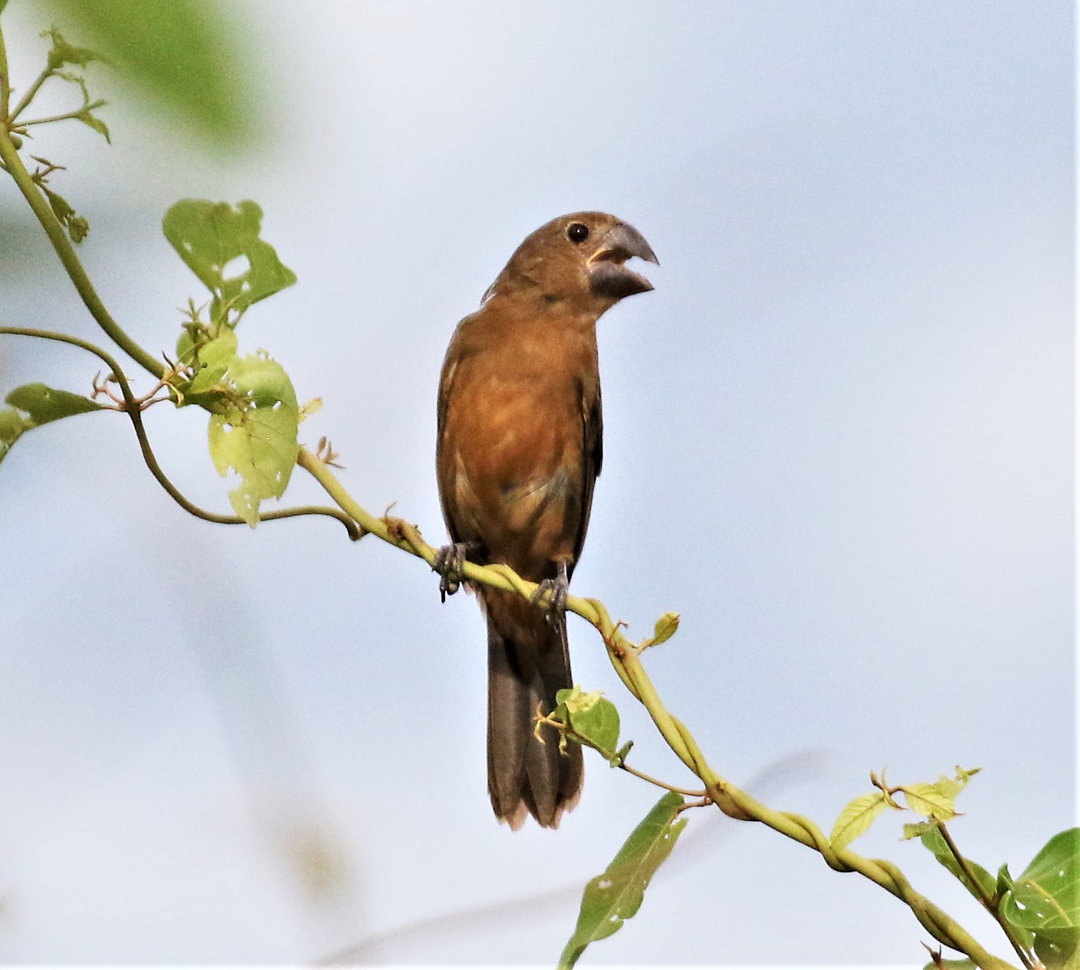 Foto bicudo (Sporophila maximiliani) Por Viviane De Luccia | Wiki Aves ...