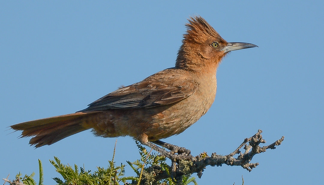 Foto coperete (Pseudoseisura lophotes) Por André Wittmann | Wiki Aves ...