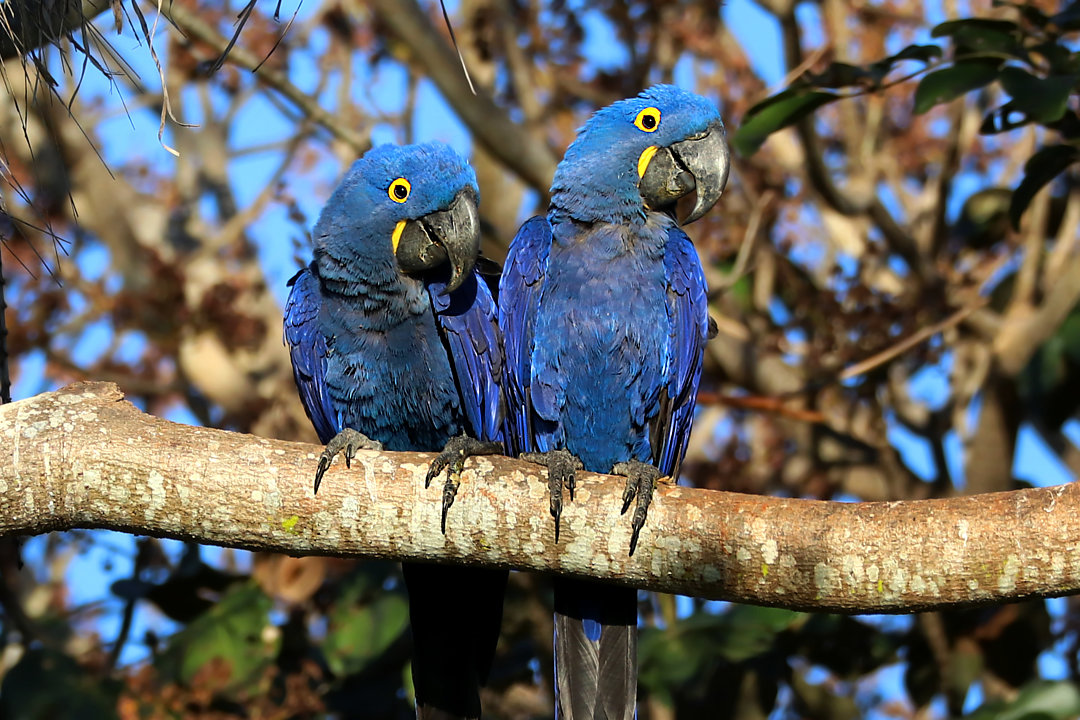 Foto arara-azul (Anodorhynchus hyacinthinus) Por Lorenzo Palma | Wiki ...