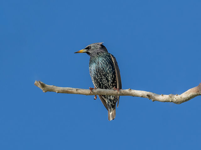 Foto estorninho (Sturnus vulgaris) Por Paulo Cunha Pereira | Wiki Aves ...