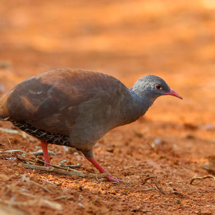inhambu-chororó (Crypturellus parvirostris) | WikiAves - A Enciclopédia ...