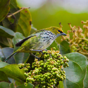 saíra-pintada (Tangara guttata) | WikiAves - A Enciclopédia das Aves do ...