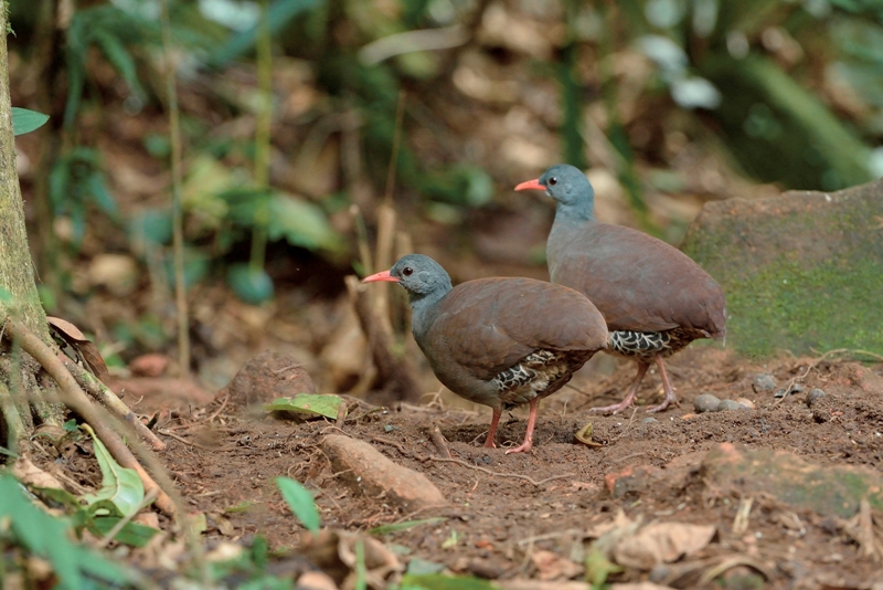Foto inhambu-chintã (Crypturellus tataupa) Por Luiz Ribenboim | Wiki ...