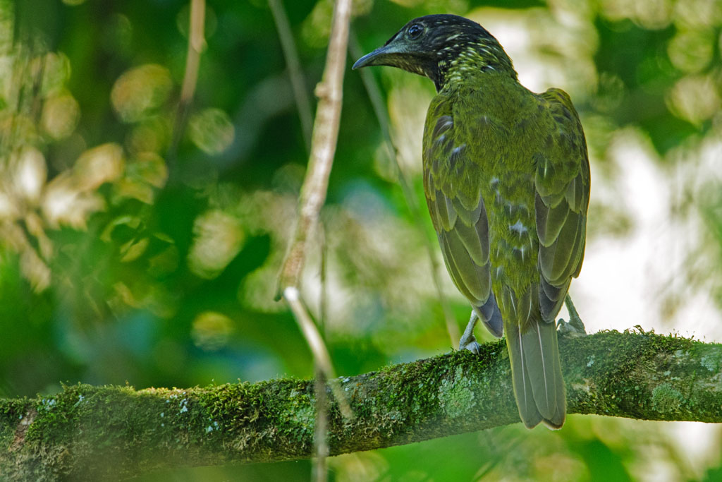 Foto araponga (Procnias nudicollis) Por Luiz Trevizan | Wiki Aves - A ...