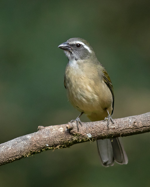 Foto trinca-ferro (Saltator similis) Por Marcelo Figueiroa | Wiki Aves ...