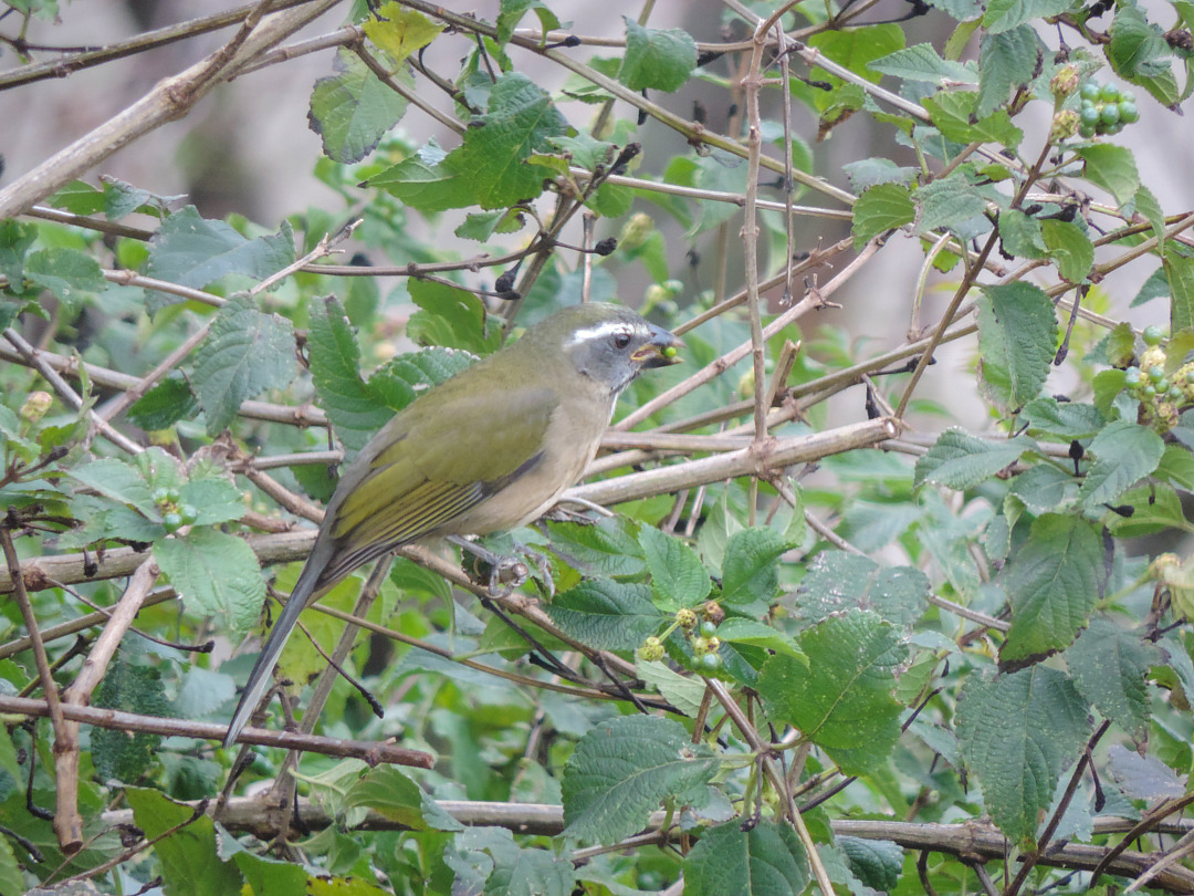 Foto trinca-ferro (Saltator similis) Por Vitor Oliveira de Rosso | Wiki ...