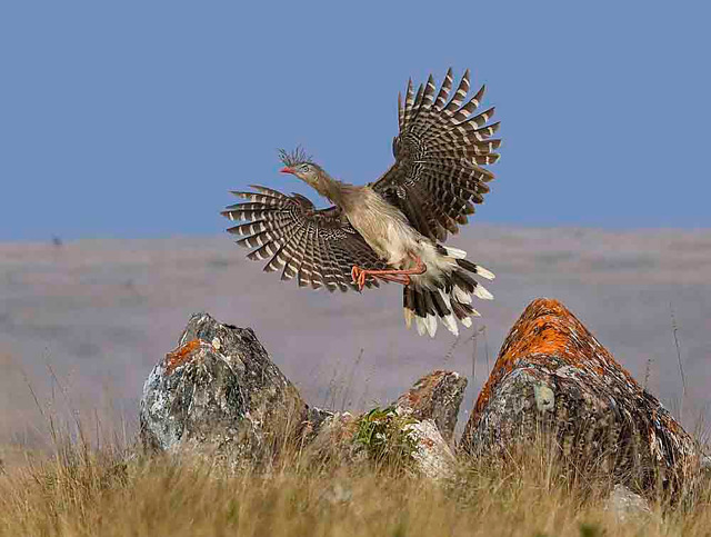 seriema (Cariama cristata) | WikiAves - A Enciclopédia das Aves do Brasil