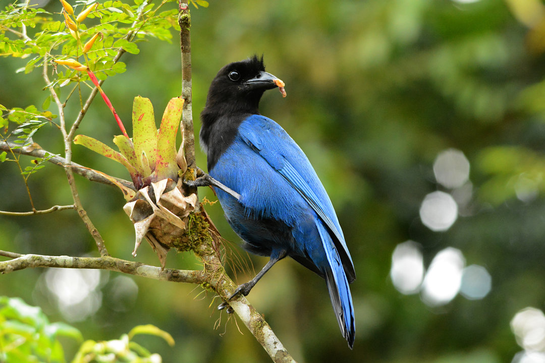 Foto gralha-azul (Cyanocorax caeruleus) Por Anderson Warkentin | Wiki ...