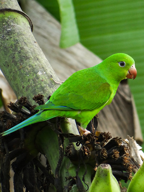 Foto periquito-rico (Brotogeris tirica) Por Everton Oliveira | Wiki ...