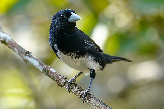 Foto tiê-bicudo (Conothraupis mesoleuca) Por Christopher Borges | Wiki ...