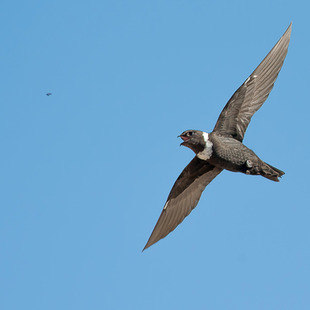 Apodidae | WikiAves - A Enciclopédia das Aves do Brasil