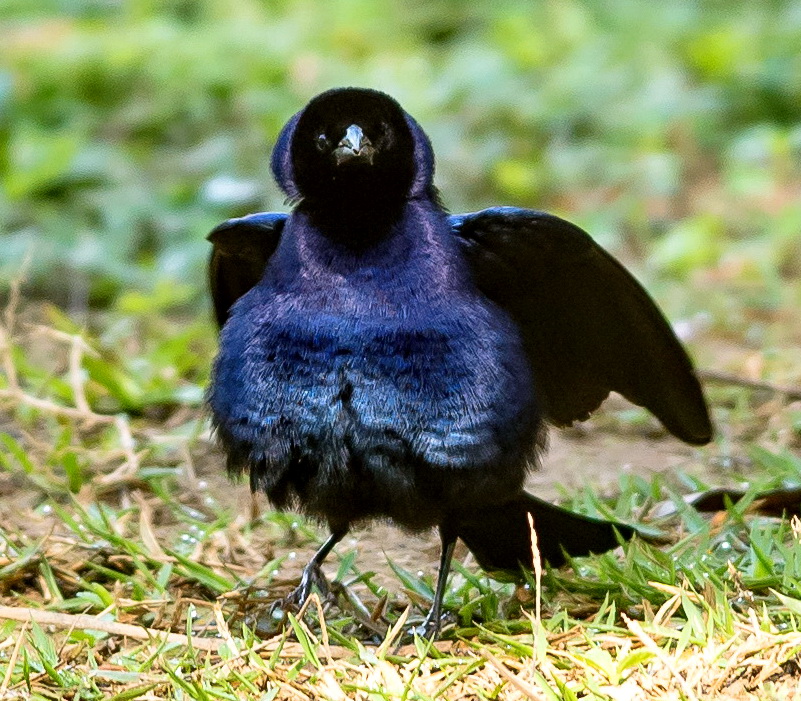 Foto chupim (Molothrus bonariensis) Por Enio d´Avila | Wiki Aves - A ...