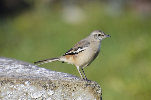 Foto calhandra-de-três-rabos (Mimus triurus) Por Vilde Eriberto ...