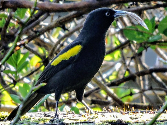 tecelão (Cacicus chrysopterus) | WikiAves - A Enciclopédia das Aves do ...