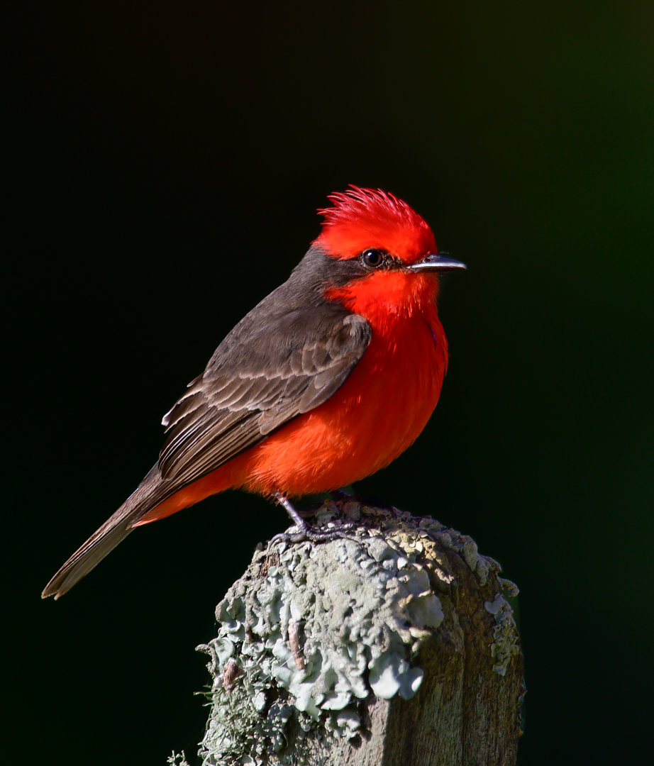 Foto príncipe (Pyrocephalus rubinus) Por Lucas Klassmann | Wiki Aves ...