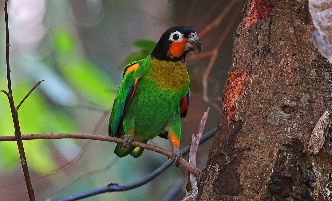 Foto curica-de-bochecha-laranja (Pyrilia barrabandi) Por Davi Abreu ...