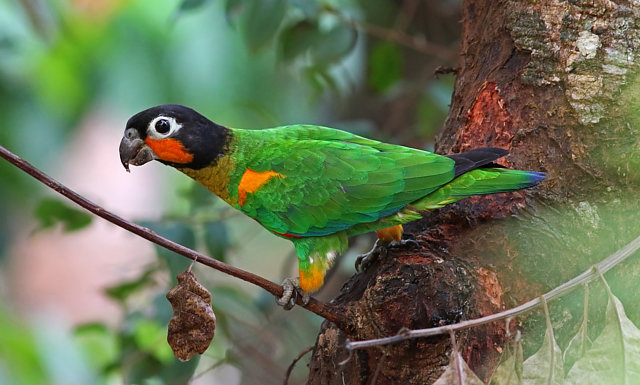 Foto curica-de-bochecha-laranja (Pyrilia barrabandi) Por Davi Abreu ...