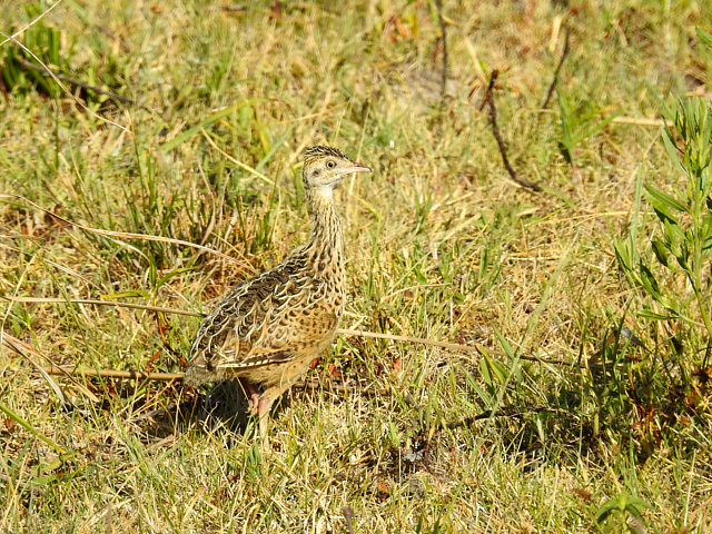 Foto codorna-amarela (Nothura maculosa) Por Bruno Dinucci | Wiki Aves ...