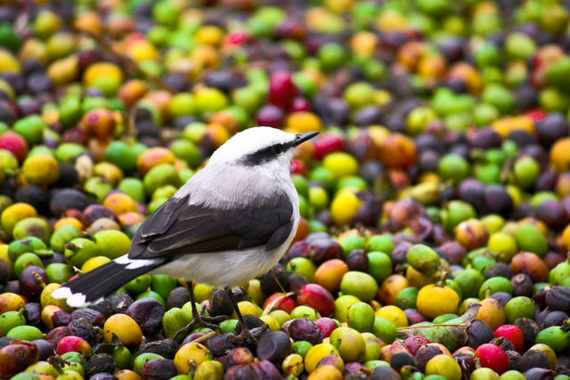 Foto lavadeira-mascarada (Fluvicola nengeta) Por Lu Camargo | Wiki Aves - A Enciclopédia das ...