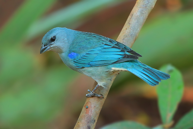 Foto sanhaçu-de-encontro-azul (Tangara cyanoptera) Por Leonardo Casadei ...