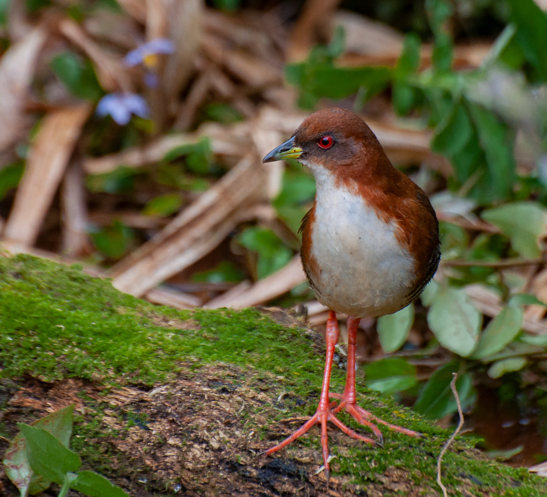 Foto sanã-vermelha (Laterallus leucopyrrhus) Por Alan Hentz | Wiki Aves ...