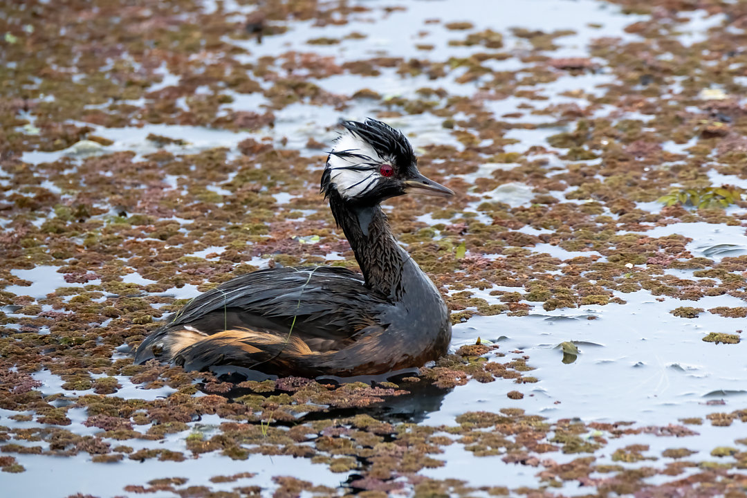 Foto mergulhão-de-orelha-branca (Rollandia rolland) Por Kacau Oliveira ...