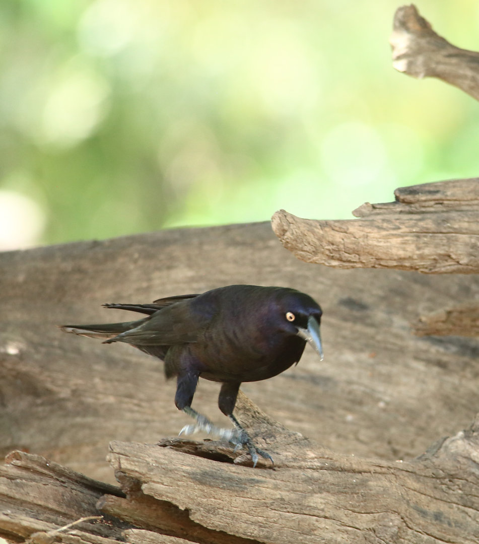 Foto iraúna-grande (Molothrus oryzivorus) Por Ivo Zecchin | Wiki Aves ...