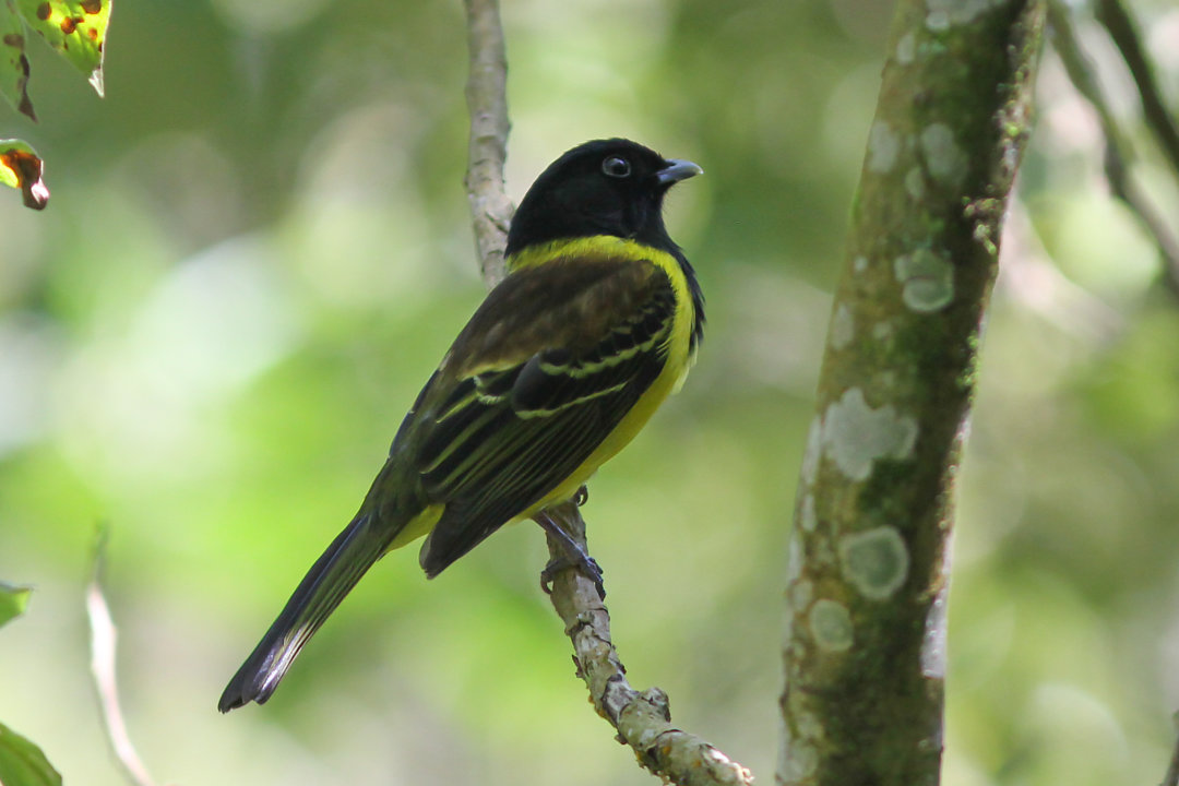 Foto corocoxó (Carpornis cucullata) Por Sérgio Messias | Wiki Aves - A ...