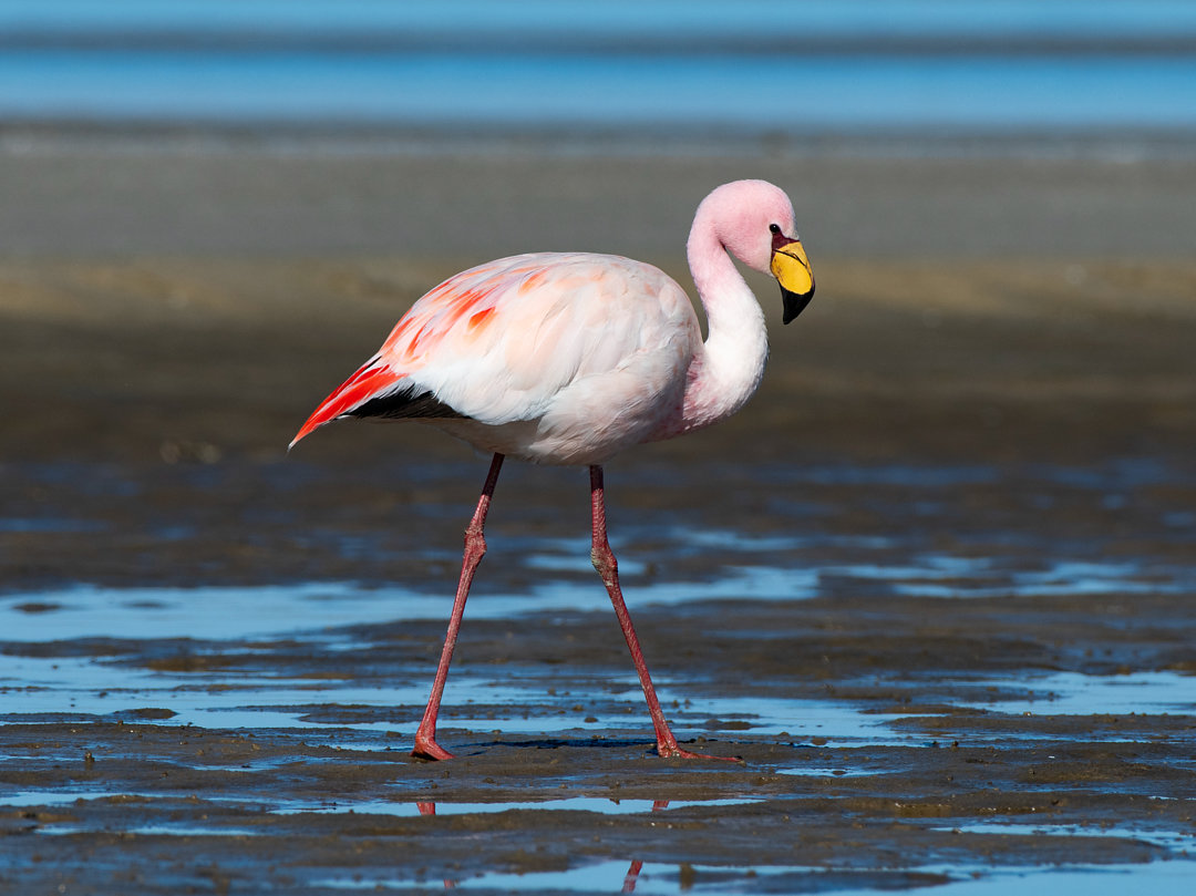 Foto flamingo-da-puna (Phoenicoparrus jamesi) Por Giancarlo Müller ...