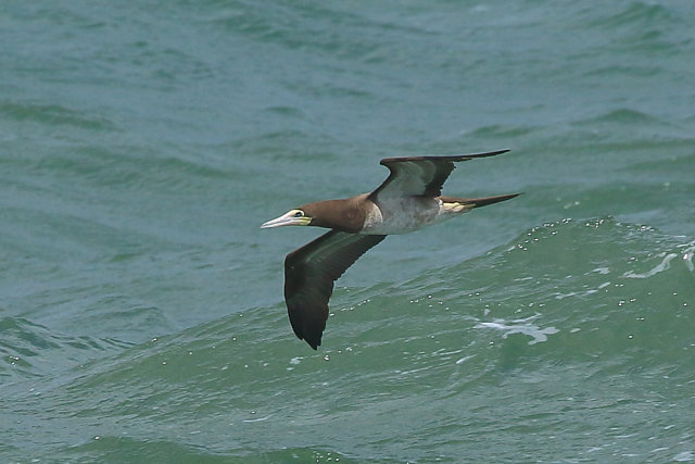Foto atobá-pardo (Sula leucogaster) Por Gilvan Moreira | Wiki Aves - A ...