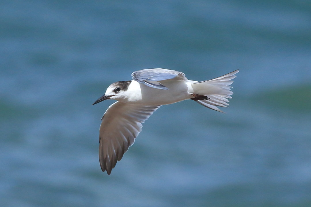 Foto trinta-réis-boreal (Sterna hirundo) Por Gilvan Moreira | Wiki Aves ...