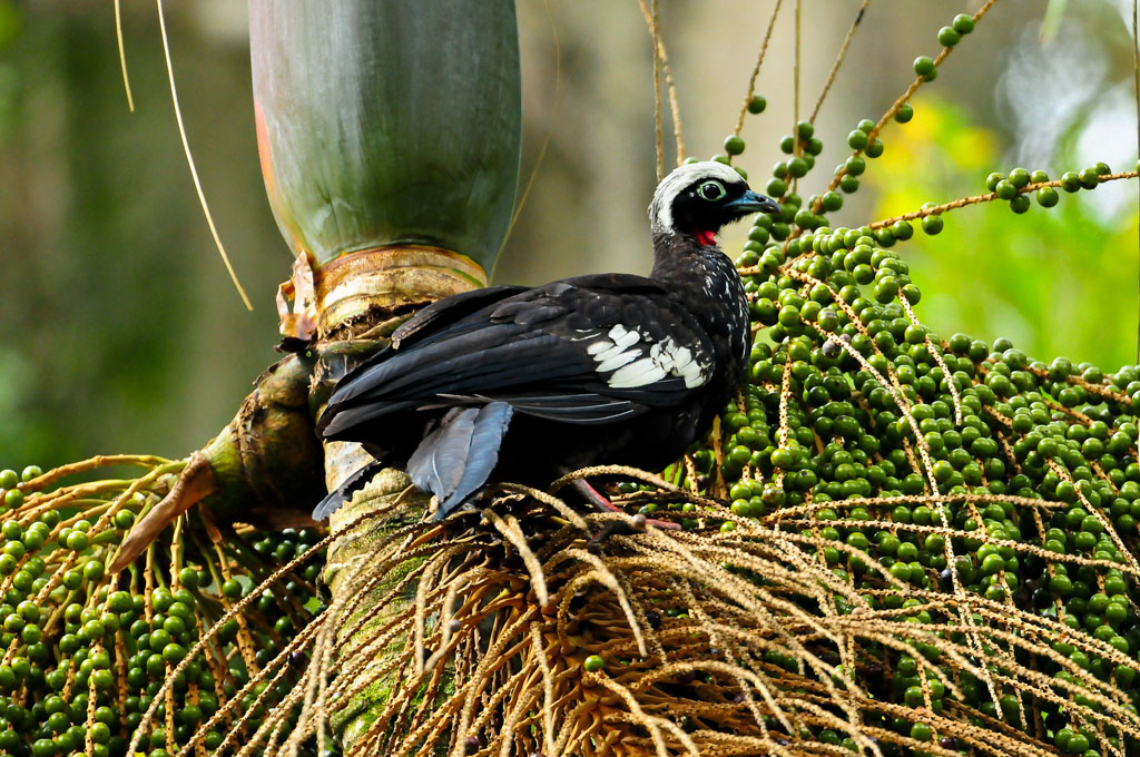 Foto jacutinga (Aburria jacutinga) Por Luiz Trevizan | Wiki Aves - A ...