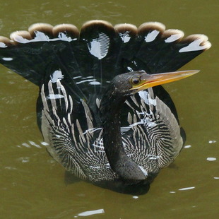 Anhingidae | WikiAves - A Enciclopédia das Aves do Brasil