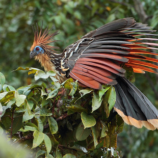 cigana (Opisthocomus hoazin) | WikiAves - A Enciclopédia das Aves do Brasil