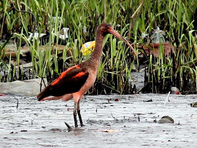 Foto guará (Eudocimus ruber) Por Vagner Bordin | Wiki Aves - A ...