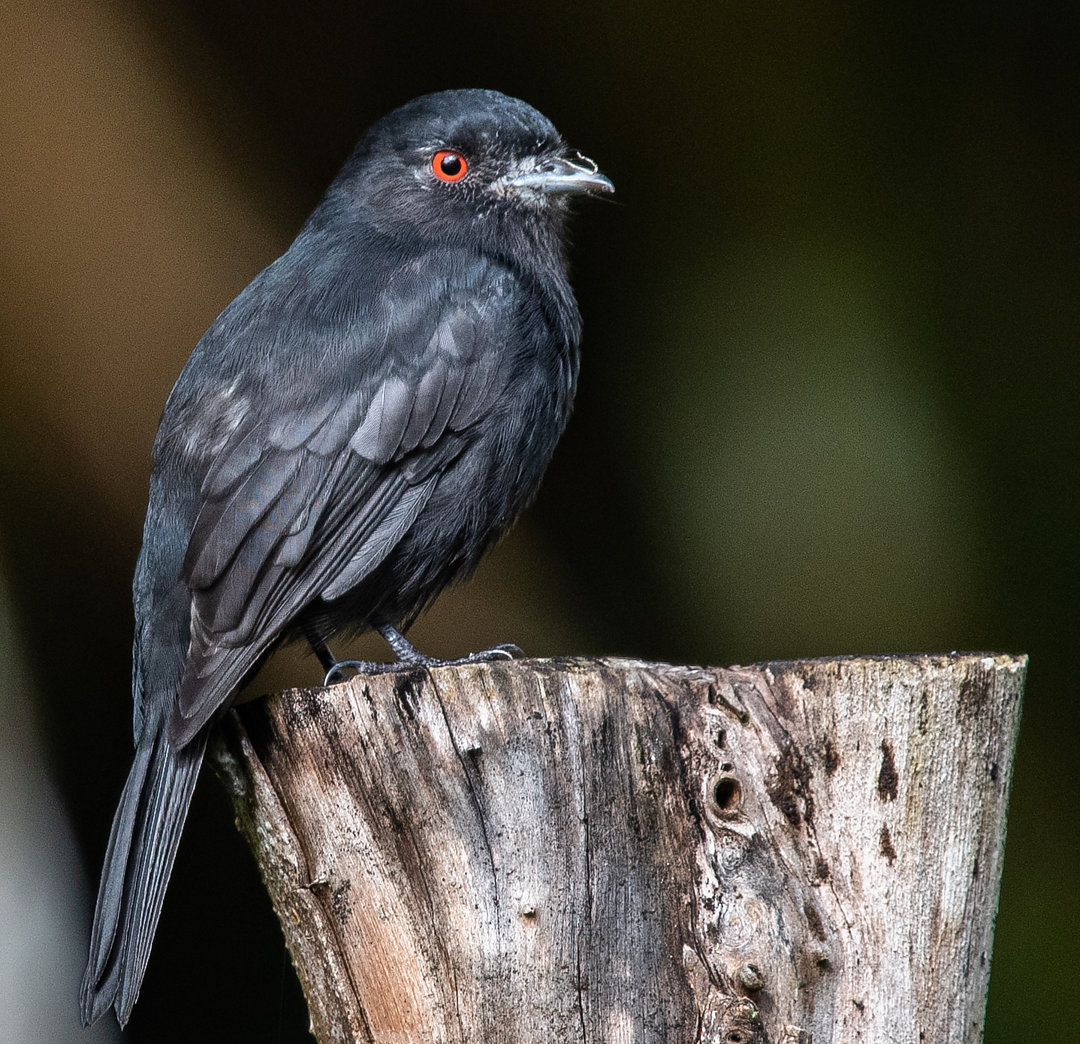 Foto maria-preta-de-bico-azulado (Knipolegus cyanirostris) Por André ...