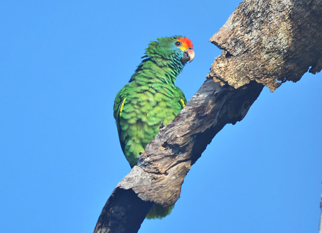 Foto chauá (Amazona rhodocorytha) Por Kleuber Carregosa | Wiki Aves - A ...