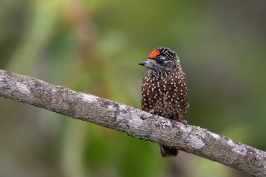 Foto picapauzinho-pintado (Picumnus pygmaeus) Por Alexandre Gualhanone ...