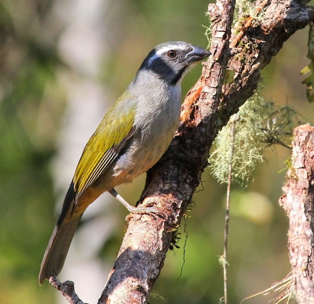 Foto trinca-ferro (Saltator similis) Por Mathias Singer | Wiki Aves - A ...