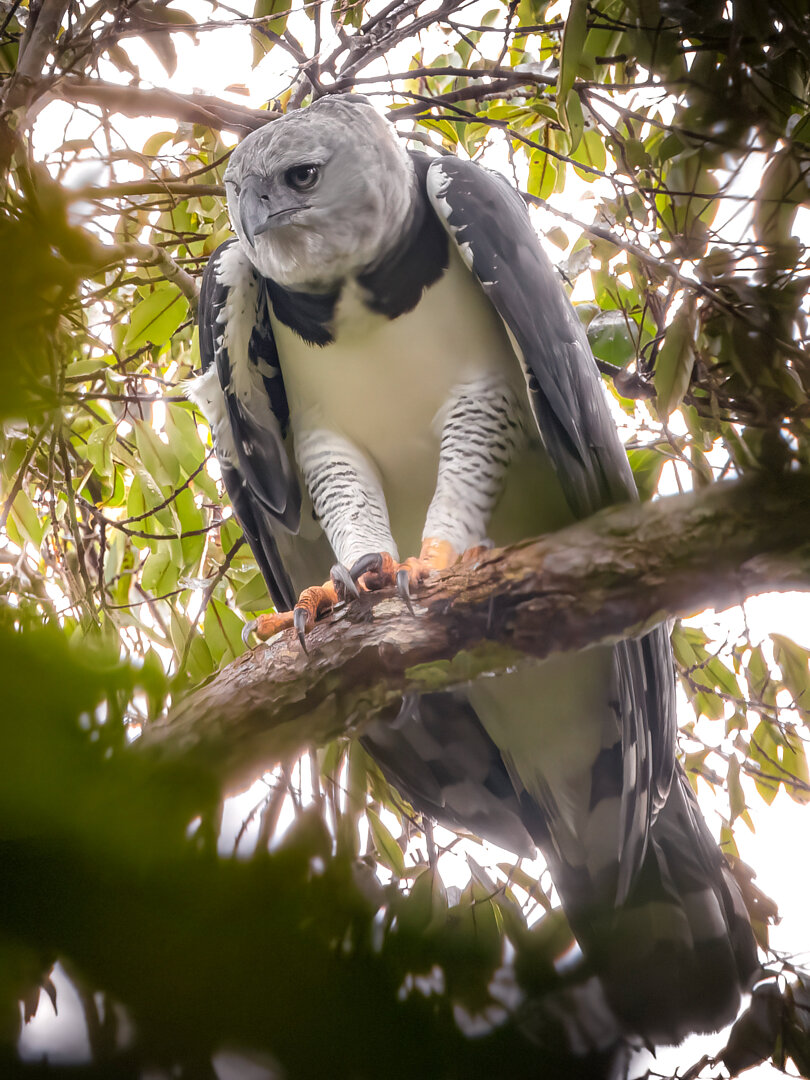 Foto gavião-real (Harpia harpyja) Por Aisse Gaertner | Wiki Aves - A ...