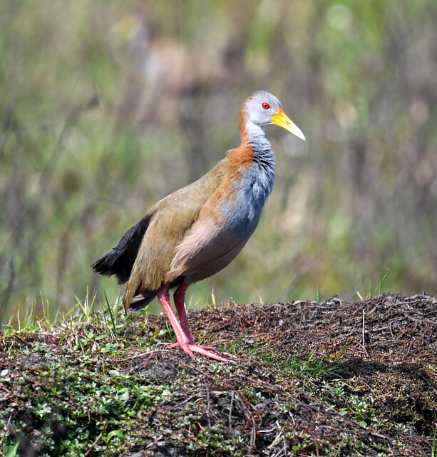 Foto saracuruçu (Aramides ypecaha) Por Marcos F. Moura | Wiki Aves - A ...